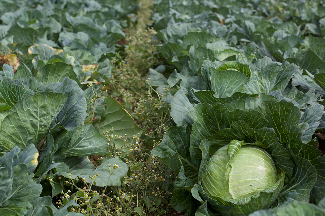 Cabbage | Yara Philipines