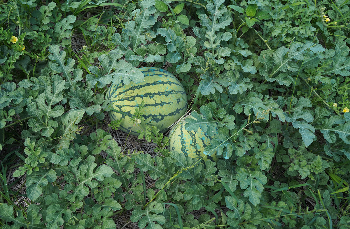 Watermelon | Yara Philipines