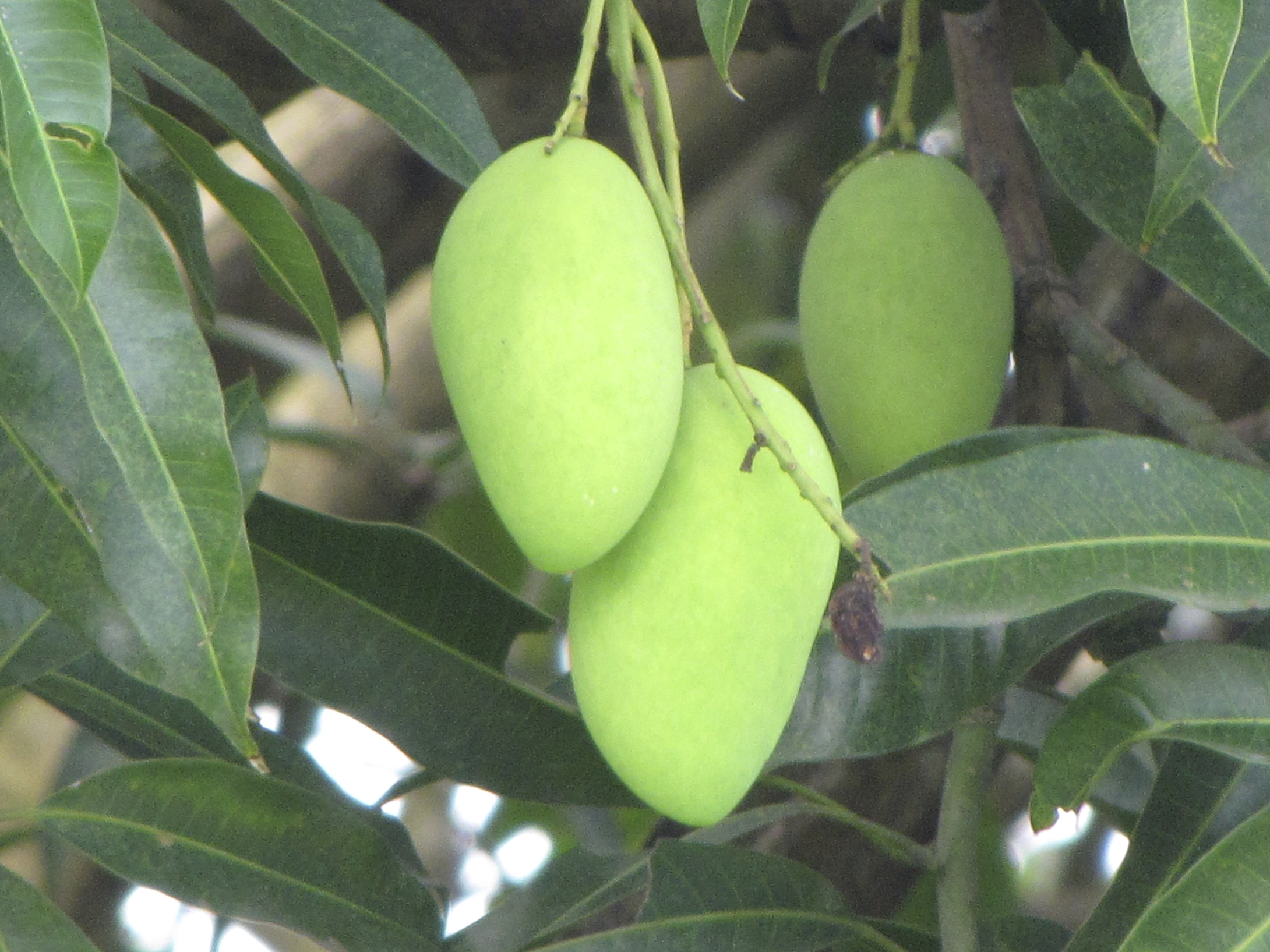 Nutrient deficiencies-Mango | Yara Philipines